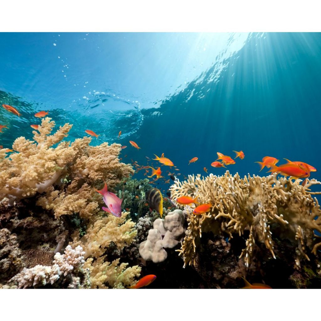 Ocean Animals Unit Study | Homeschool .com