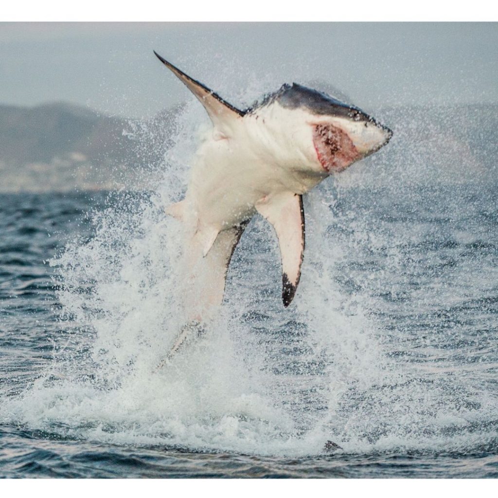 Shark Week Homeschool Unit Study | Homeschool .com