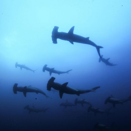 Shark Week Homeschool Unit Study | Homeschool .com