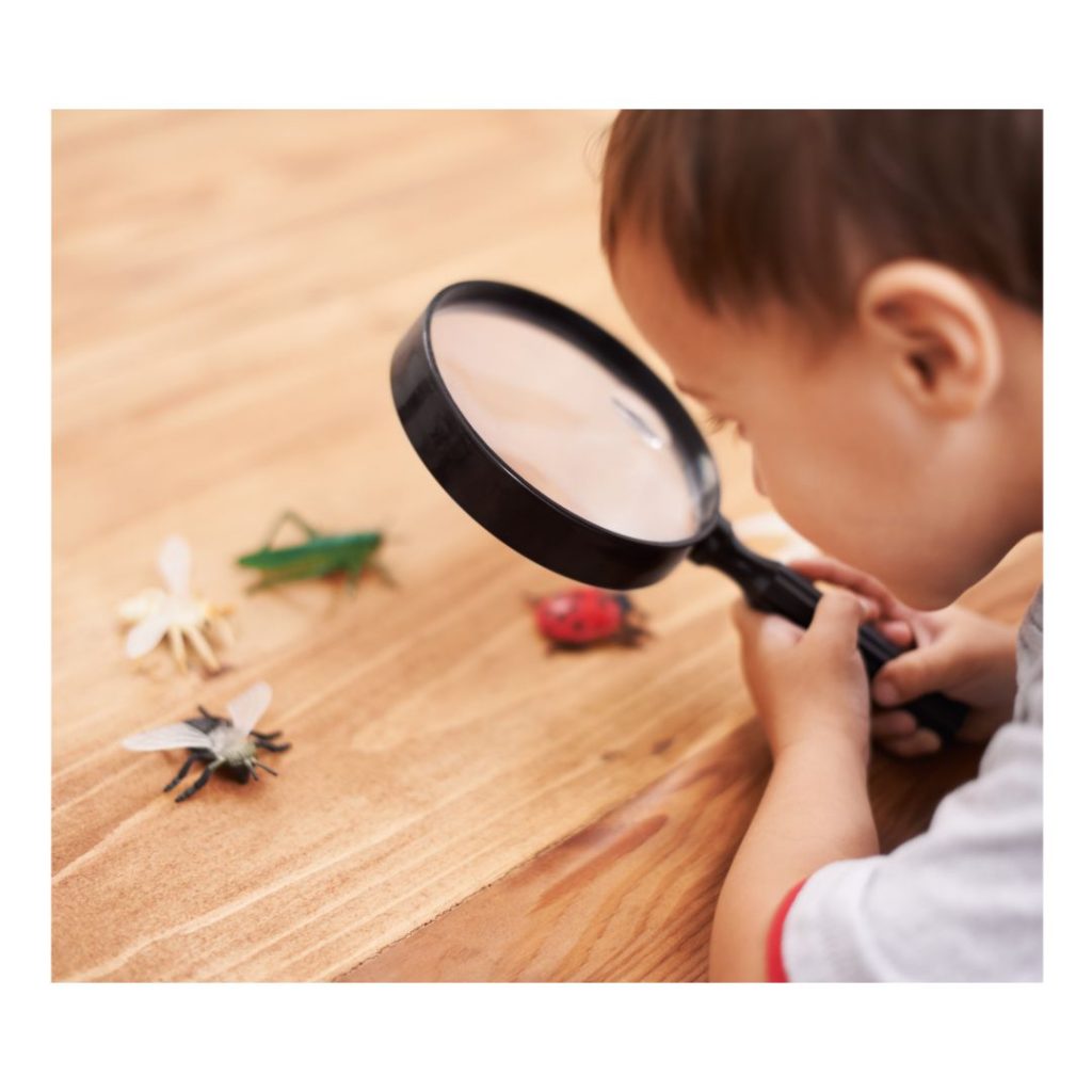 All About Insects Homeschool Unit Study | Homeschool .com
