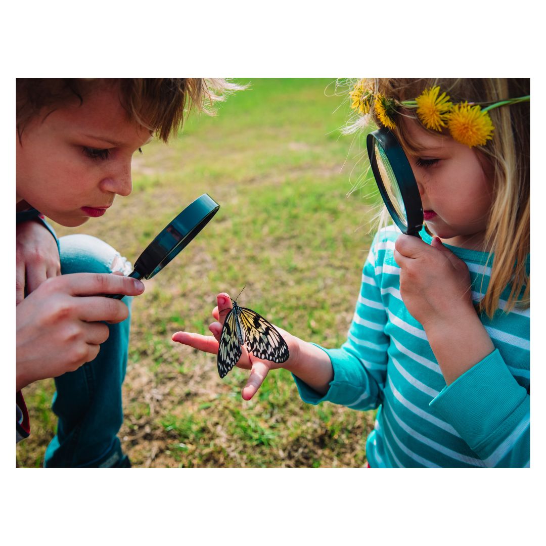 All About Insects Homeschool Unit Study | Homeschool .com